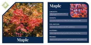 Maple Trees: A Complete Guide to Planting & Care - Arbor Masters