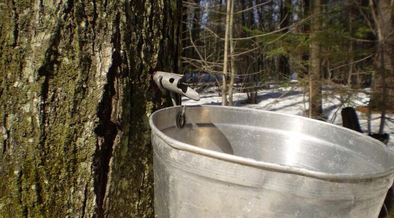 Maple Trees: A Complete Guide to Planting & Care | Arbor Masters