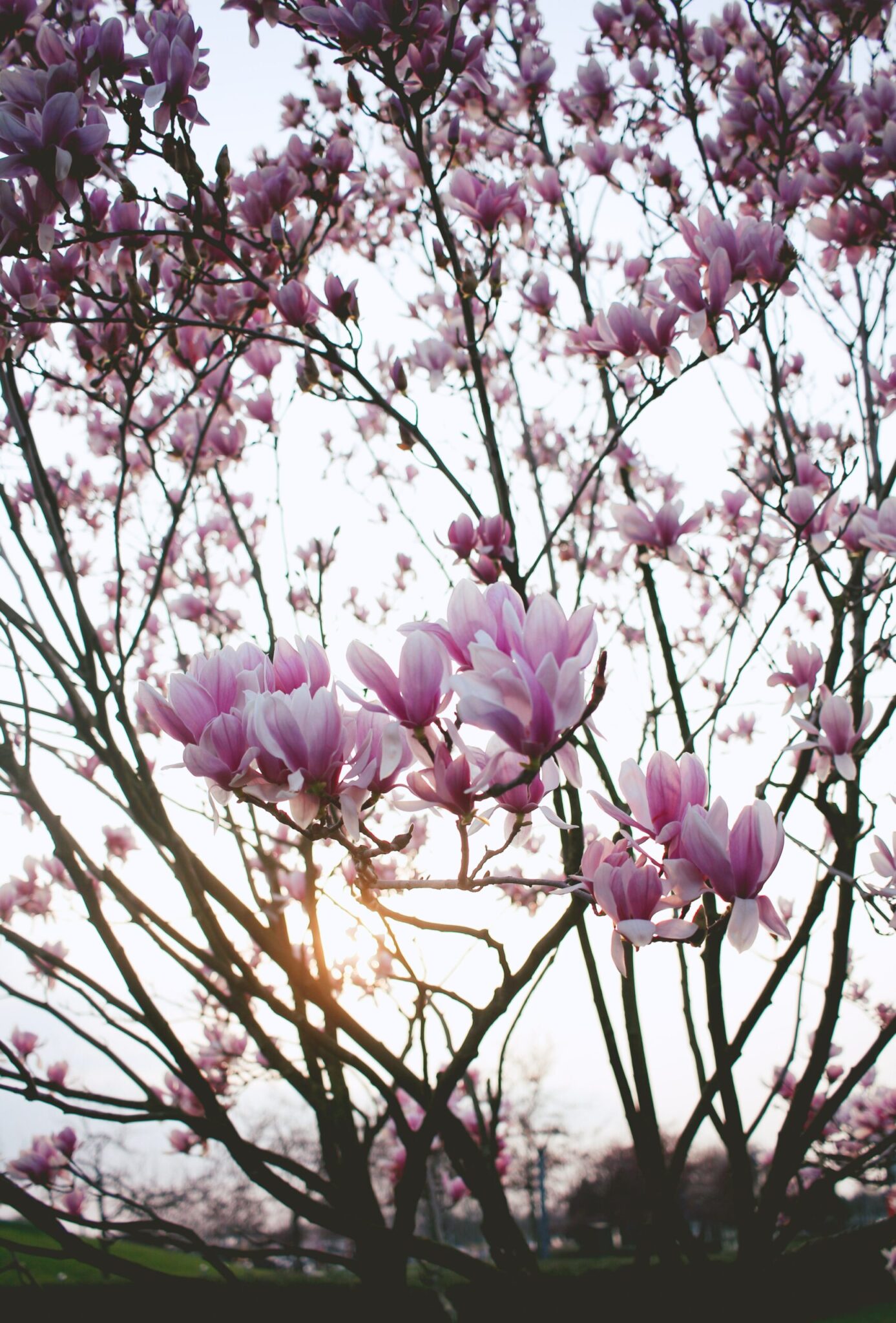 Magnolia Trees: A Complete Guide for Midwest Homeowners | Arbor Masters