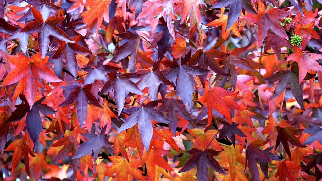 Maple Trees: A Complete Guide to Planting & Care | Arbor Masters