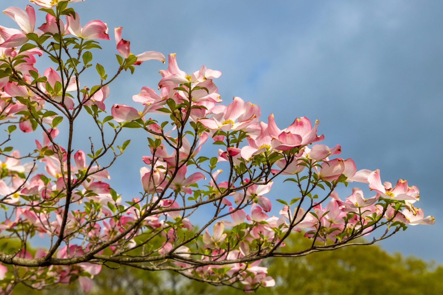 Dogwood Trees: Everything You Need to Know | Arbor Masters