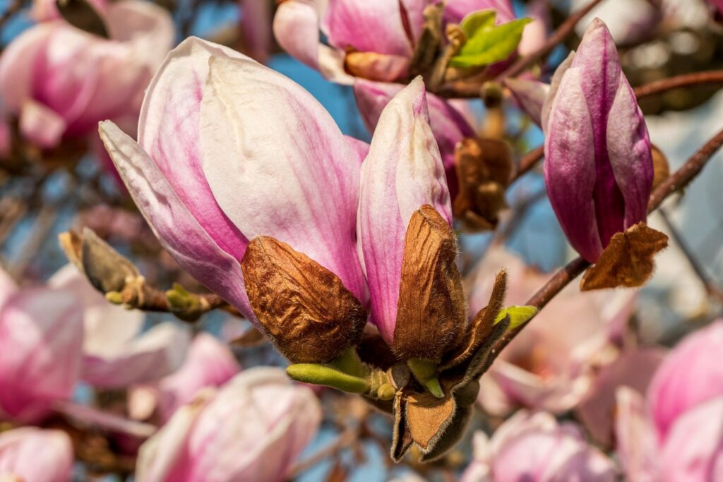 Magnolia Trees: A Complete Guide for Midwest Homeowners - Arbor Masters Magnolia Trees: A Complete Guide for Midwest Homeowners - Arbor Masters