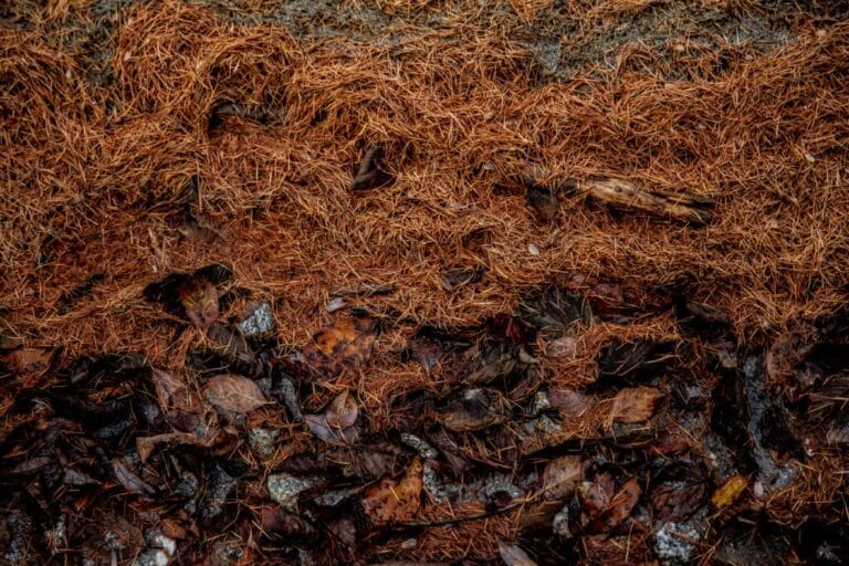Why Are My Pine Trees Dropping Needles? Signs & Solutions | Arbor Masters