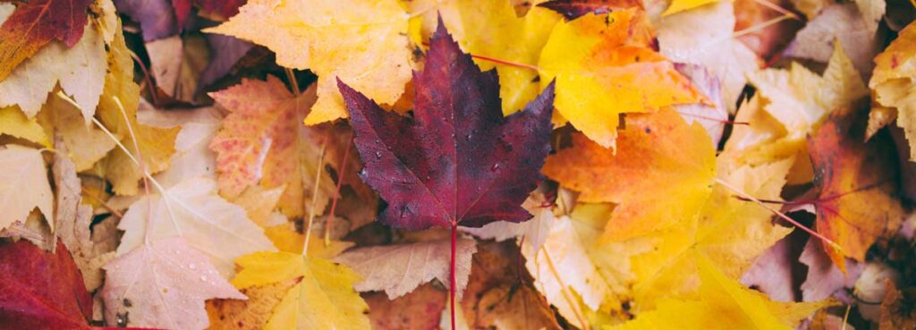 Maple Trees: A Complete Guide to Planting & Care | Arbor Masters