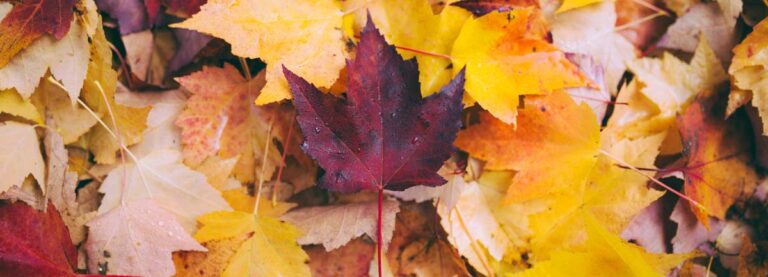 Maple Trees: A Complete Guide to Planting & Care | Arbor Masters