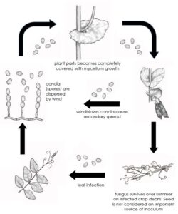 Preventing and Managing Powdery Mildew on Your Midwest Trees and Plants ...