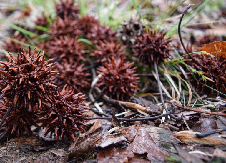 Sweet Gum Tree Care: Tips for Growing and Maintaining Sweet Gums in the ...